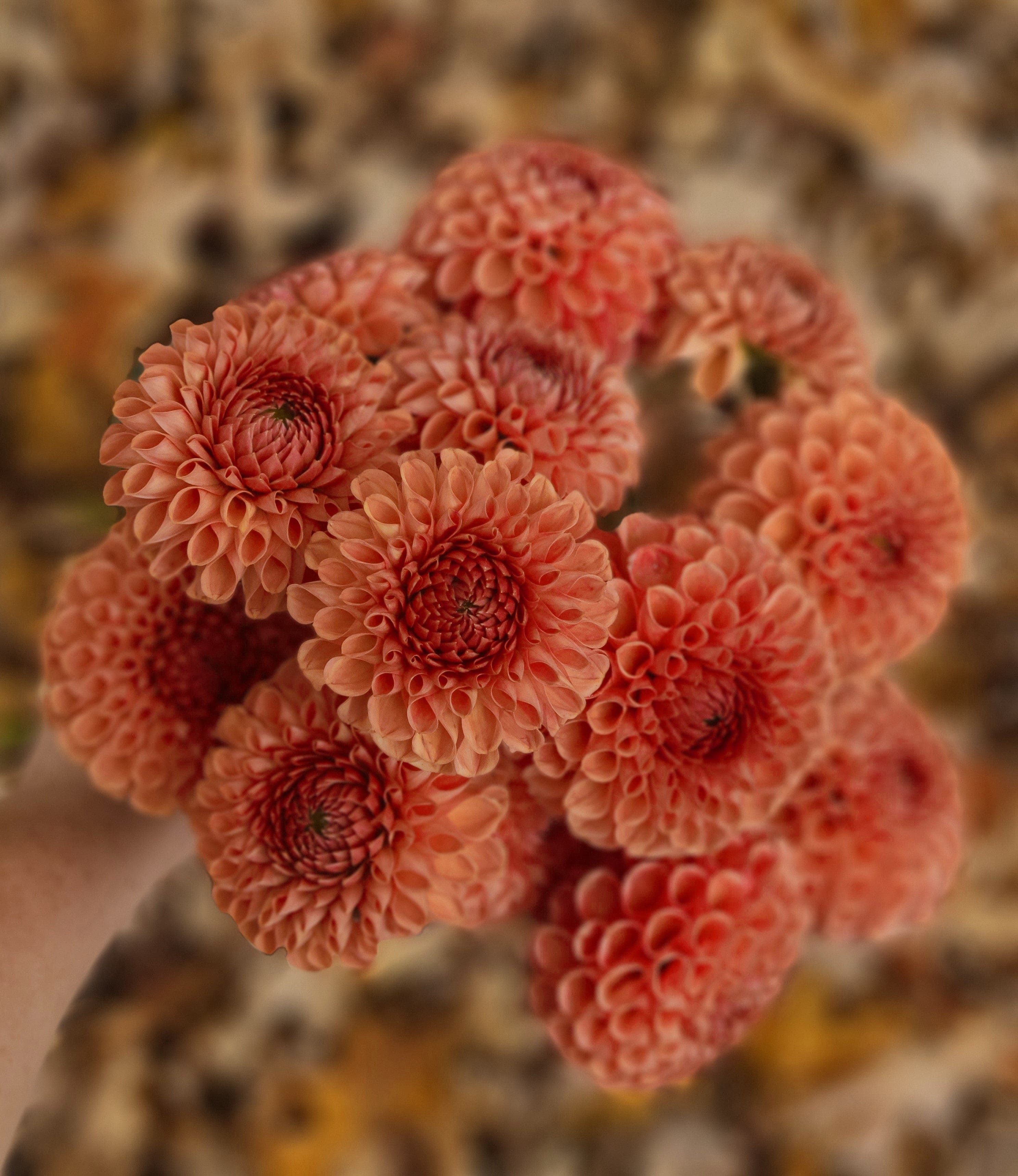 About Us – Stoney Hill Farm